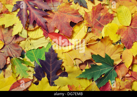 Autumn leaves, top view. Colorful fallen foliage. Design background ...