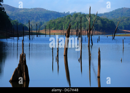 periyar wildlife sanctuary,thekkady,kerala,india Stock Photo - Alamy