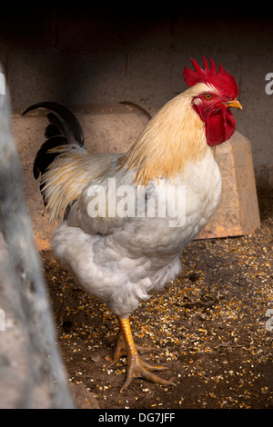 Corn fed rooster, Barcelona, Spain Stock Photo - Alamy