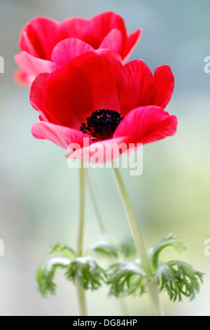 Wild red anemone flowers blooms close-up in spring. Desert of the Negev ...