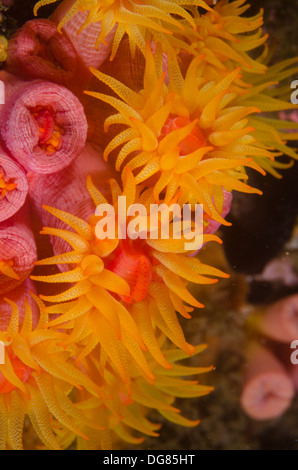 Sun Coral Tubastrea coccinea invader species in the coast of Brazil ...