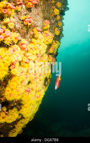 Sun Coral Tubastrea tagusensis invader coral at Buzios island, North ...