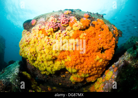 mixed colonies of sun coral species tubastrea coccinea and tubastrea ...