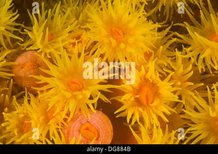 mixed colonies of sun coral species tubastrea coccinea and tubastrea ...