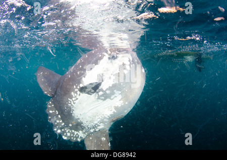 Giant sunfish Mola mola, close to the surface, feeding on zoo plankton ...