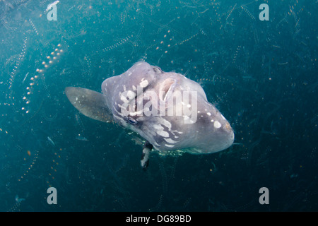 Giant sunfish Mola mola, close to the surface, feeding on zoo plankton ...