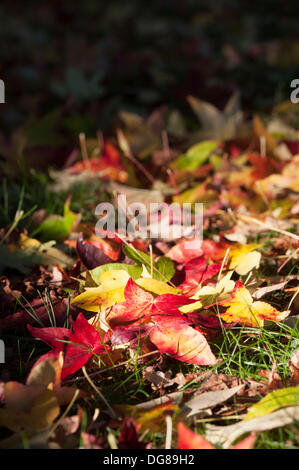 Bournemouth, Dorset, UK. 16th October 2013. Autumn leaves Credit: John ...