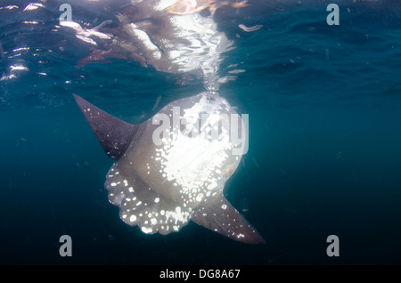 Giant sunfish Mola mola, close to the surface, feeding on zoo plankton ...