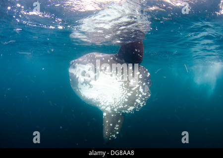 Giant sunfish Mola mola, close to the surface, feeding on zoo plankton ...