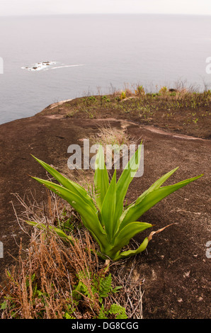 Local Vegetation details at Buzios island, Ilhabela, Sao Paulo, Brazil ...
