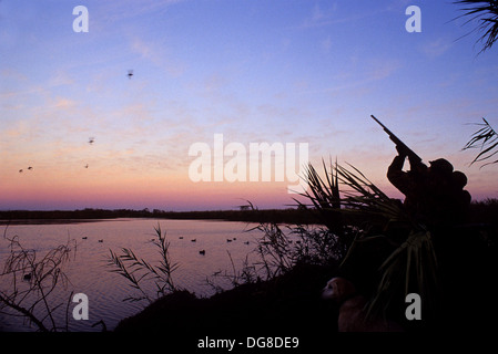 Duck hunters shooting at ducks from their blind while hunting near ...