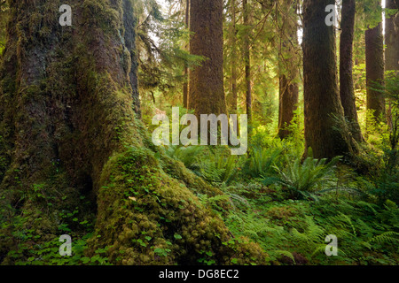 WASHINGTON - Temperate rain forest along the South Fork Hoh River Trail ...