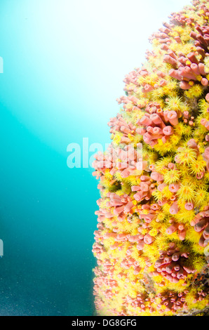 Sun Coral Tubastrea tagusensis invader coral at Buzios island, North ...