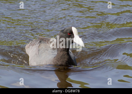 Hawaiian Coot called Alae ke'oke'o in Hawaiian chases another bird from ...