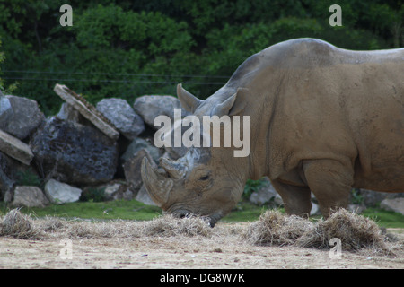 Southern White Rhino found in the savannahs and grasslands of Southern ...