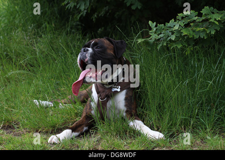 The Boxer is a breed of stocky, medium-sized, short-haired dogs Stock ...