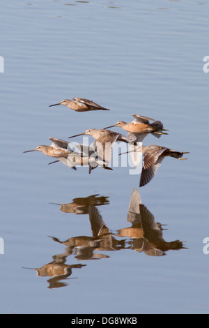 Flock of Short-Billed Dowitchers in flight.(Limnodromus griseus).Back ...