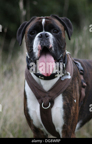 The Boxer is a breed of stocky, medium-sized, short-haired dogs ...