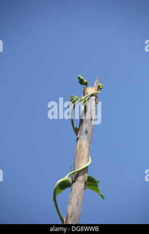 A beanstalk growing up into the blue sky Stock Photo - Alamy