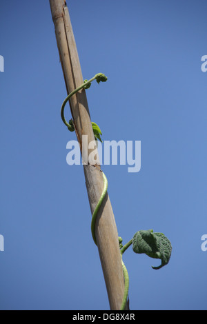 A beanstalk growing up into the blue sky Stock Photo - Alamy