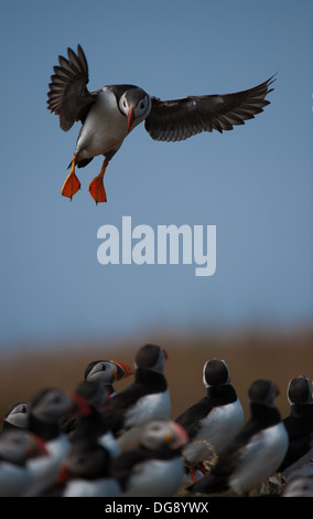 Atlantic puffins coming in the land on a rock Stock Photo - Alamy
