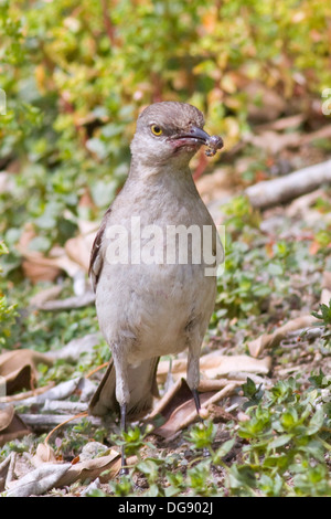 Northern Mockingbird Eating Stock Photo - Alamy
