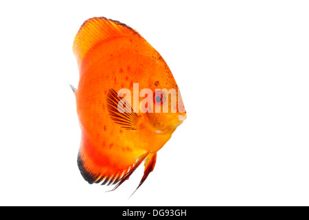 Discus orange isolated on white and clear Stock Photo - Alamy