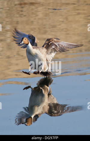 PINTAIL LANDING ON WATER Stock Photo - Alamy