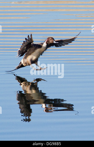 The Northern Pintail Drake, a species of duck, is a common sight in ...