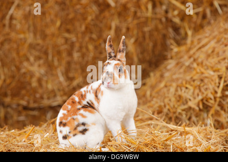 Dwarf Rex Rabbit, dalmatian tricolour Stock Photo - Alamy