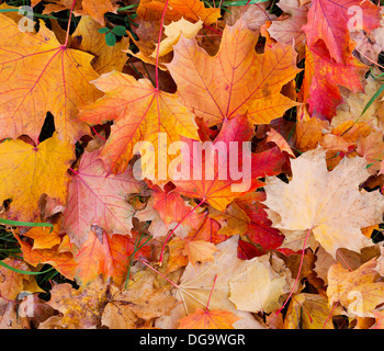 Colorful and bright background made of fallen autumn maple leaves on ...