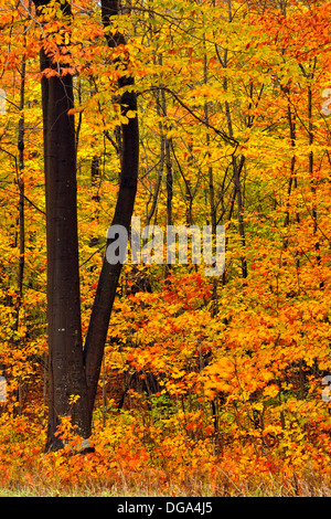 Upper Peninsula Forests in Autumn, Michigan Stock Photo - Alamy