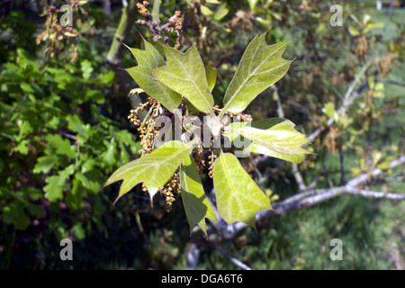 Blackjack Oak Quercus marilandica leaf Stock Photo - Alamy