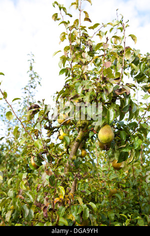 Conference Pears growing on a tree, Burbage, Wiltshire, UK Stock Photo ...
