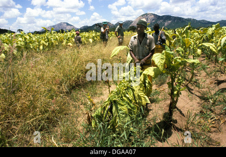 WHITE FARMERS IN RHODESIA : 1980 Stock Photo: 106349260 - Alamy