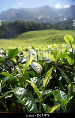 Tea plantation at Mount Mulanje, Malawi Stock Photo - Alamy