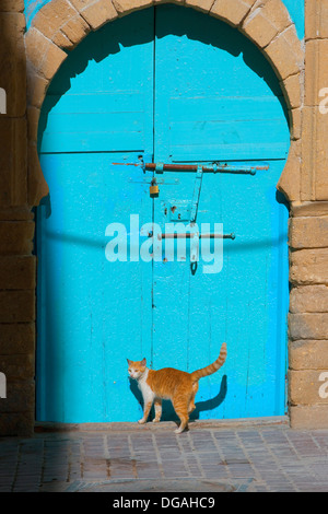 Cats of Essaouira, Morrocco, Africa Stock Photo - Alamy