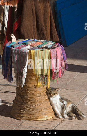 Cats of Essaouira, Morrocco, Africa Stock Photo - Alamy