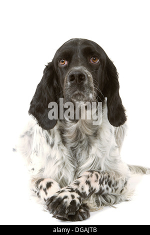 Cute blue belton English Setter dog is standing in a beautiful spring ...