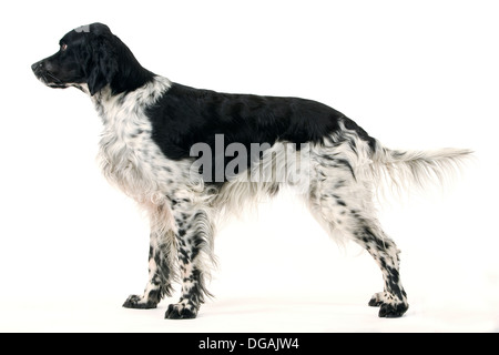 Cute blue belton English Setter dog is standing in a beautiful spring ...
