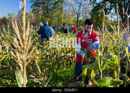 Volunteers work in corn field for charity that distributes food to the ...