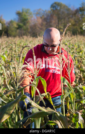Volunteers work in corn field for charity that distributes food to the ...