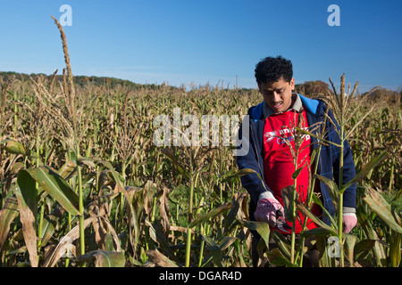 Volunteers work in corn field for charity that distributes food to the ...