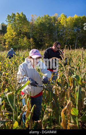 Volunteers work in corn field for charity that distributes food to the ...