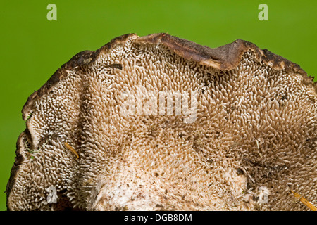 A wild mushroom with teeth or spines instead of gills, beneath the cap ...