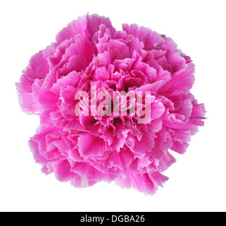 Beautiful pink carnation on a white background Stock Photo - Alamy