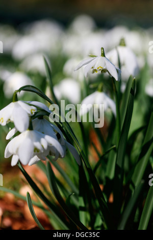 The first spring flowers of snowdrops make their way to the sun in the ...