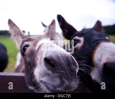 The donkey is close to the camera, the donkey's nose is close up. Toned ...