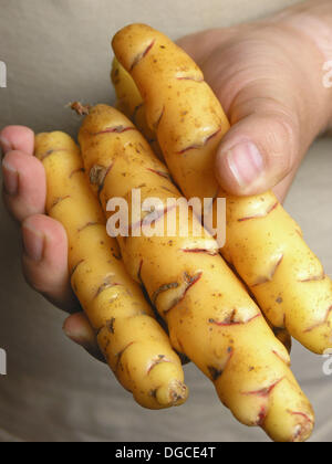 Oca (Oxalis tuberosa) crop, harvesting stem tubers, New Zealand, june ...