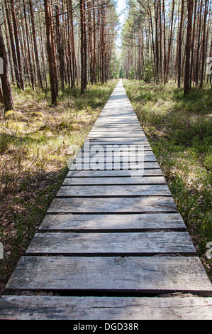 Wooden plank walking paths in the forest. Gauja National Park, Sigulda ...